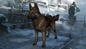 Dogs | The Division Wiki | Fandom