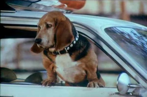 Flash | The Dukes of Hazzard Wiki | Fandom