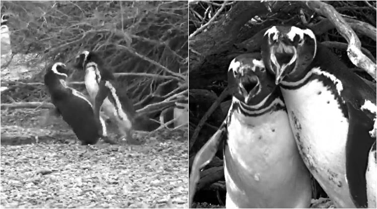 Penguins' Republic of Antarctica | TheFutureOfEuropes Wiki | FANDOM ...