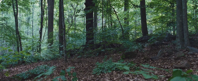 Imagen - 74th Hunger Games Arena.png | Wiki The Hunger Games | FANDOM ...