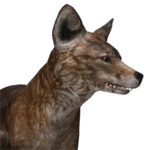 Renard roux | Wikia TheHunter | Fandom