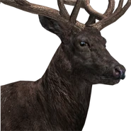Melanismus | TheHunter Wikia | Fandom