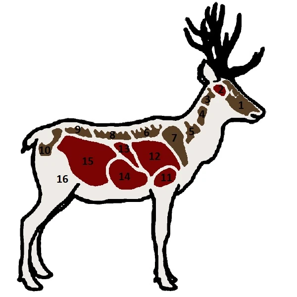 Bild - Red Deer Anatomie.jpg | TheHunter Wikia | FANDOM powered by Wikia