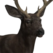 Melanismus | TheHunter Wikia | Fandom