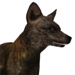 Renard roux | Wikia TheHunter | Fandom