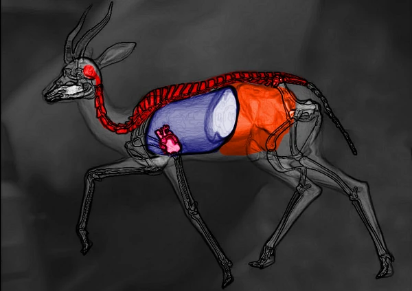 Springbok | TheHunter: Call of the Wild Wiki | Fandom