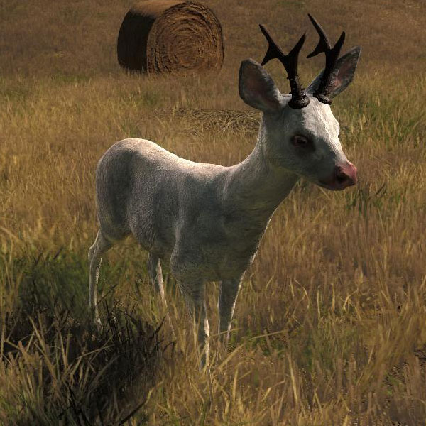 Image Species Roe B Albino The Hunter Wikia Fandom Powered By