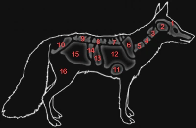 Arctic Fox | The Hunter Wikia | Fandom