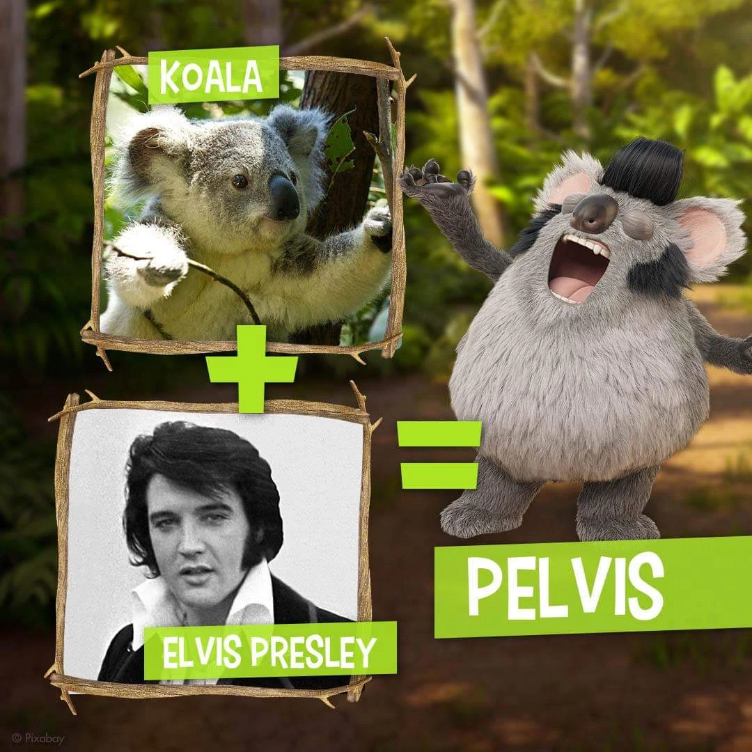 Pelvis | The Jungle Bunch Wiki | Fandom
