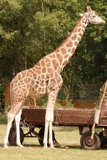 Giraffe | The Jungle Bunch Wiki | Fandom