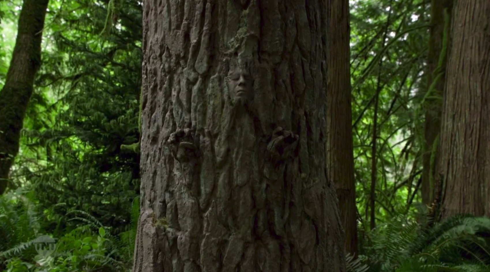 Grandfather Tree | The Library | Fandom