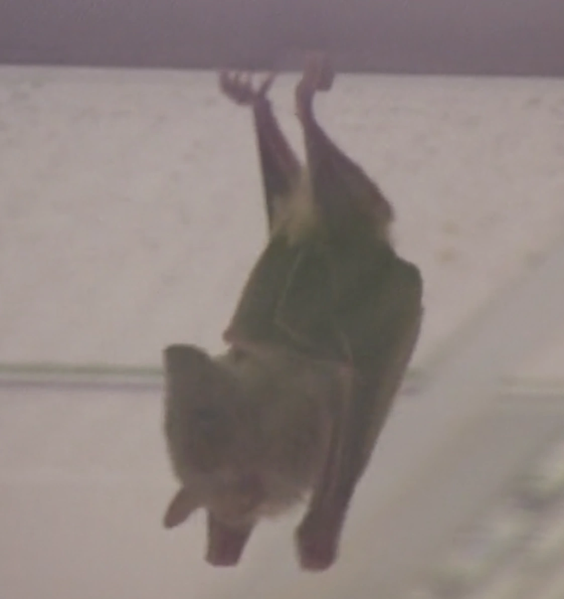 The Bat | Dunderpedia: The Office Wiki | Fandom