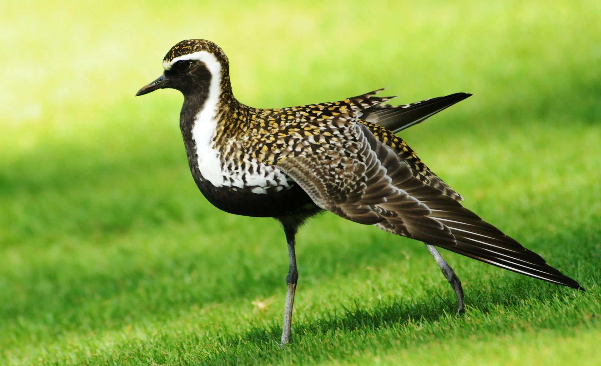 Pacific Golden Plover | The Plover Wiki | Fandom