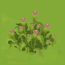 Yard | The Sims Social Wiki | Fandom