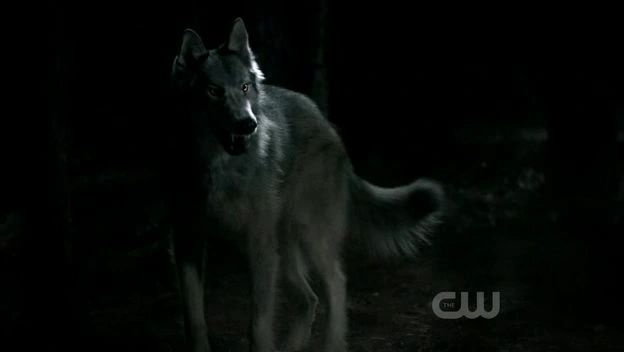 Werewolf | The Vampire Diaries & The Originals Fanon Wiki | Fandom