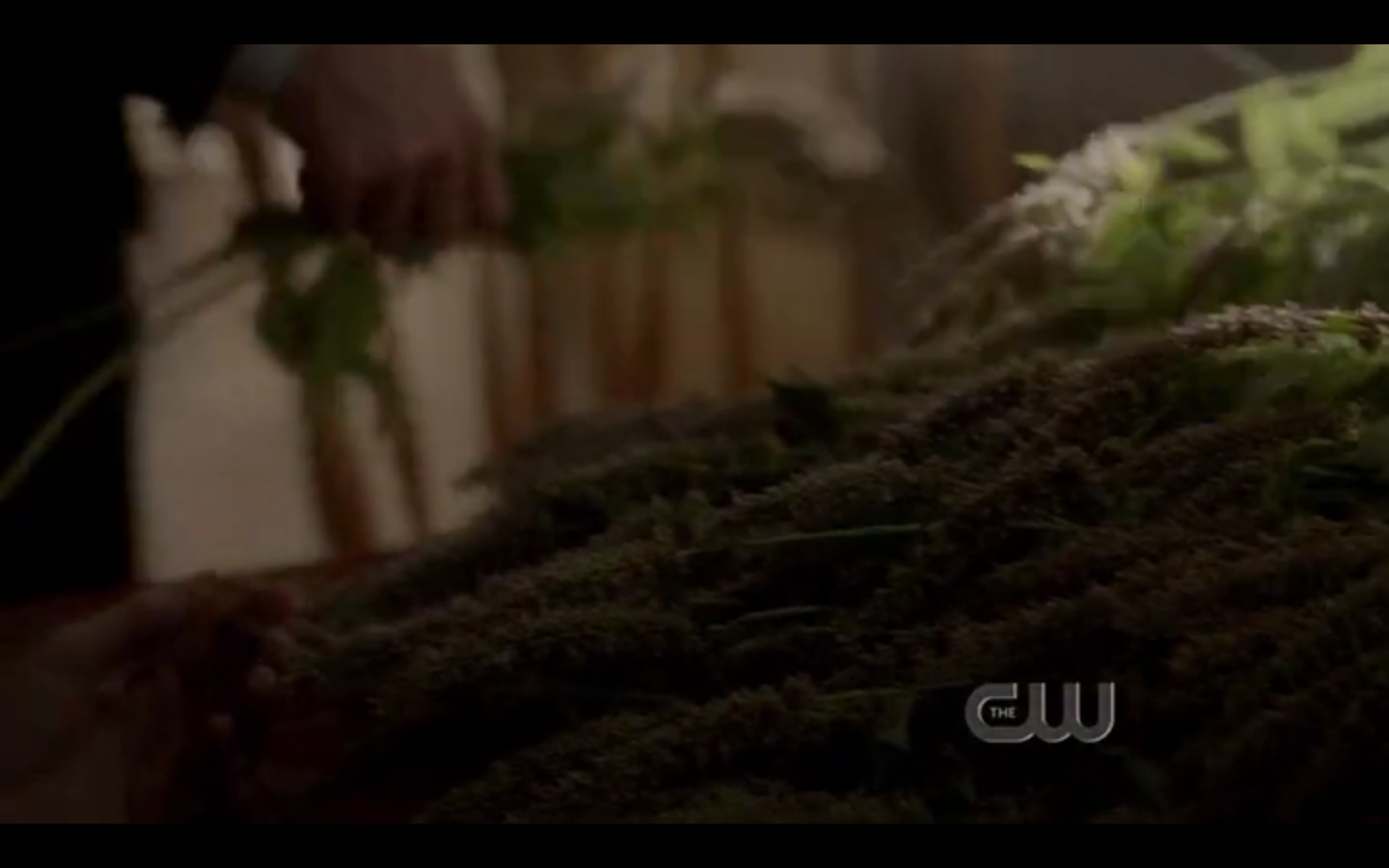 Verbena The Vampire Diaries And Originals Wiki Fandom