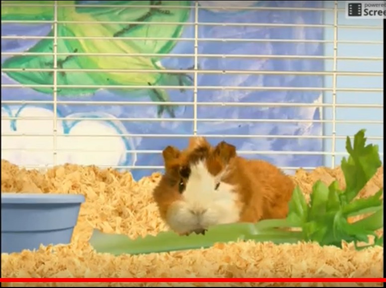 Linny the Guinea Pig Under the Ocean | Wonder Pets! Wiki | Fandom
