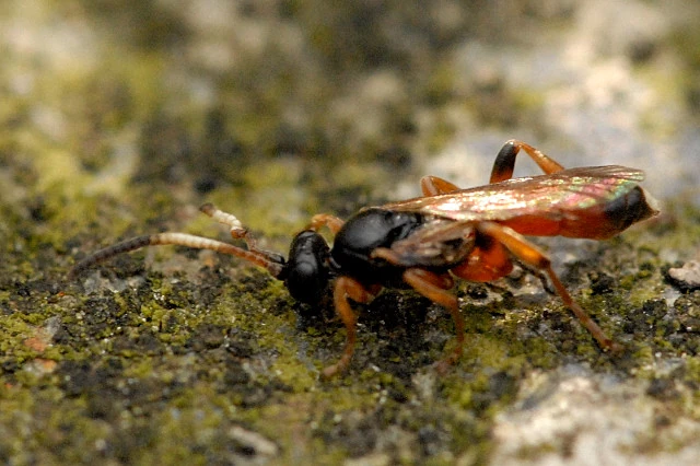 Ichneumon eumerus | British Wildlife Wiki | Fandom