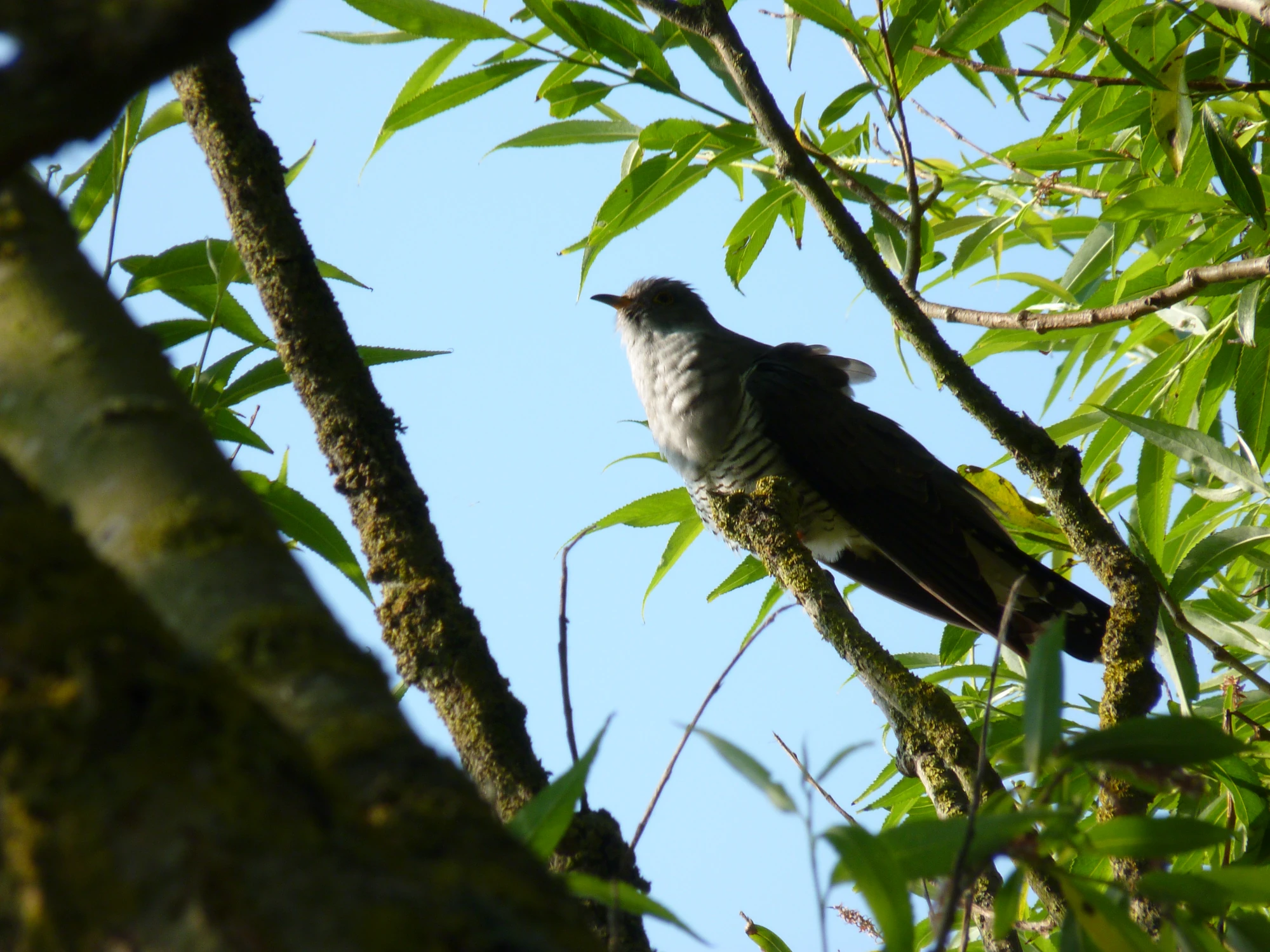 Common Cuckoo | British Wildlife Wiki | FANDOM powered by Wikia