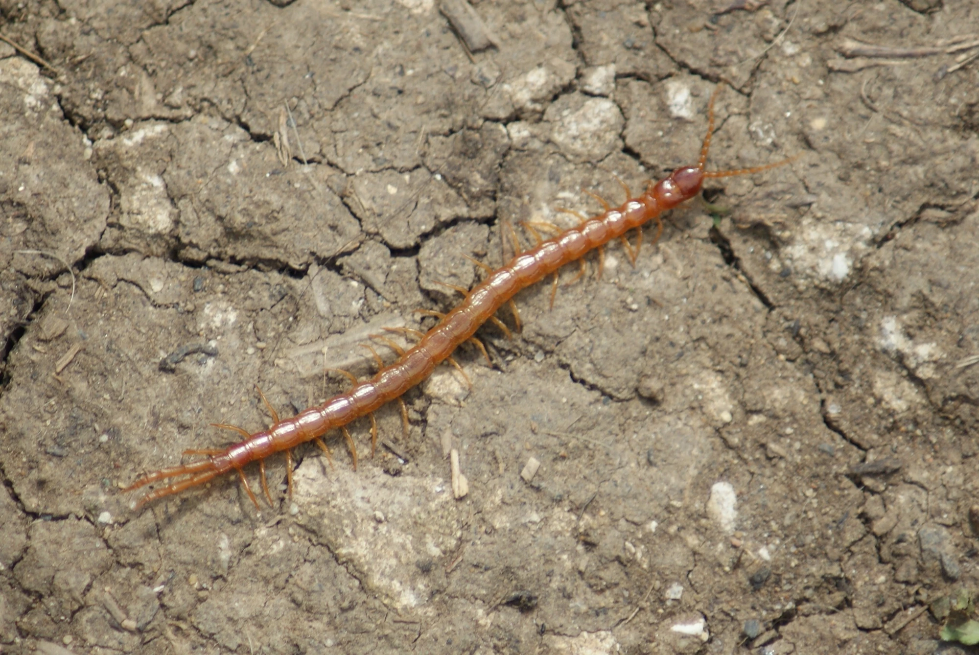 Common Centipede | British Wildlife Wiki | FANDOM powered by Wikia