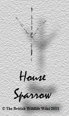 House Sparrow Tracks | British Wildlife Wiki | Fandom