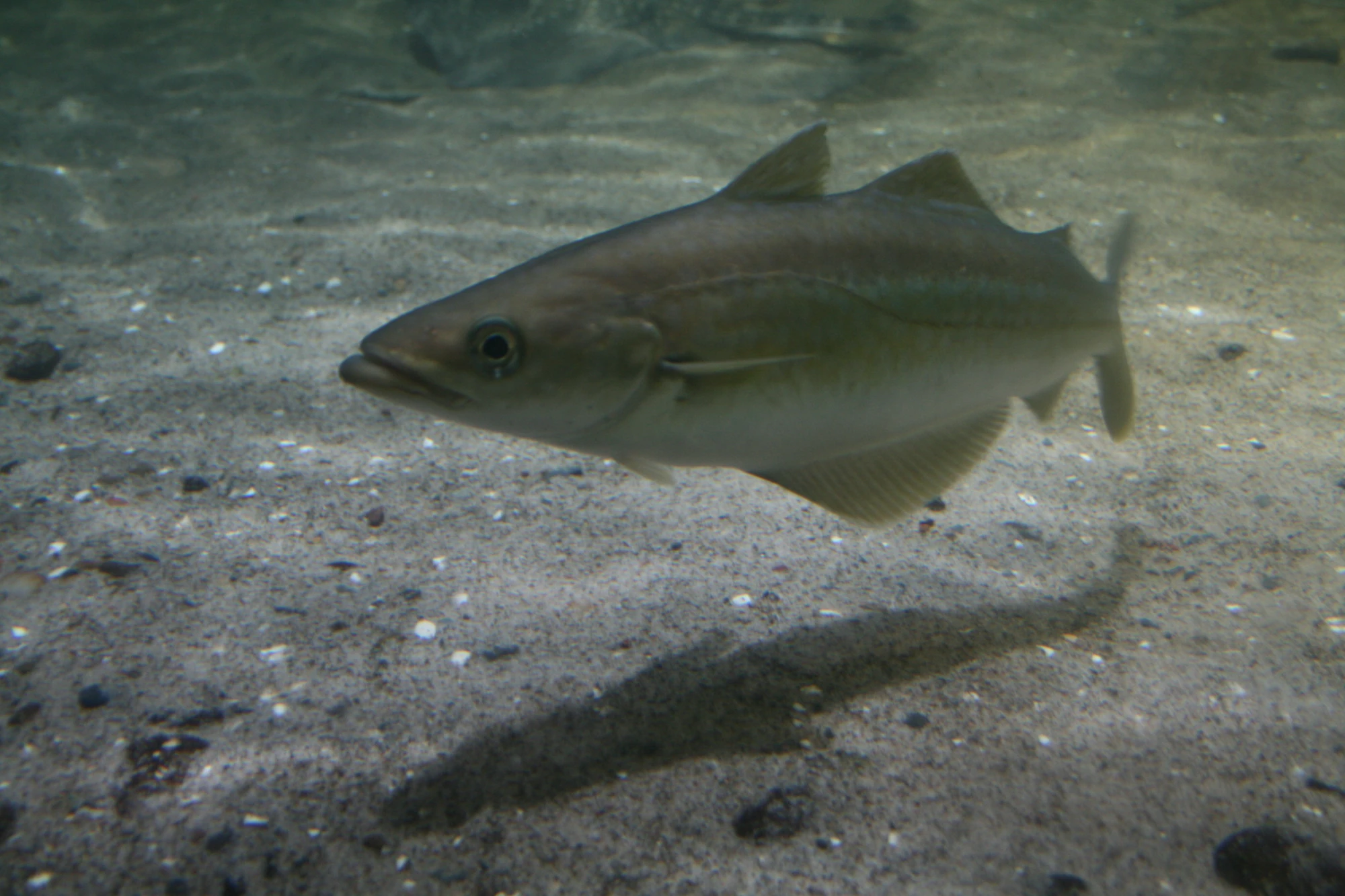 Pollack | British Wildlife Wiki | FANDOM powered by Wikia