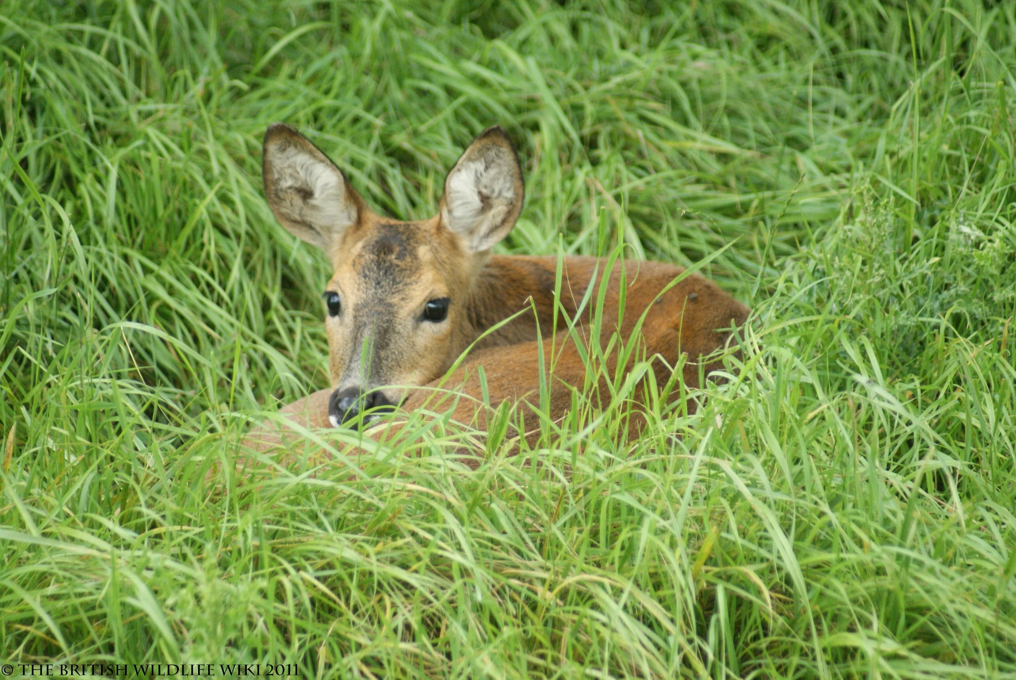 Category:Cervidae | British Wildlife Wiki | FANDOM powered by Wikia