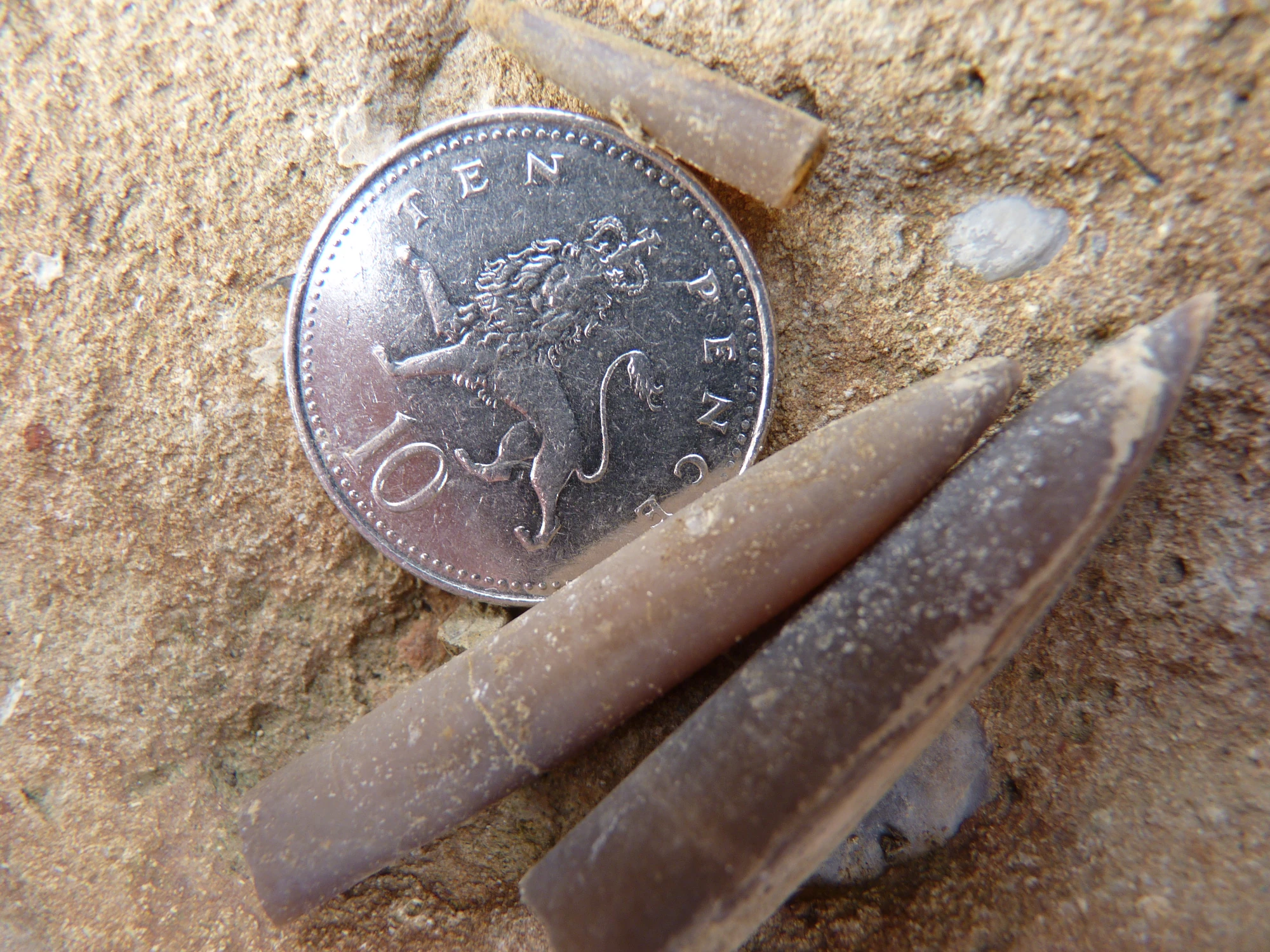 Belemnites | British Wildlife Wiki | FANDOM powered by Wikia