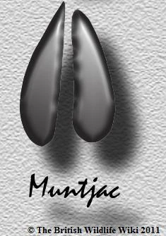 Muntjac Deer Tracks | British Wildlife Wiki | Fandom