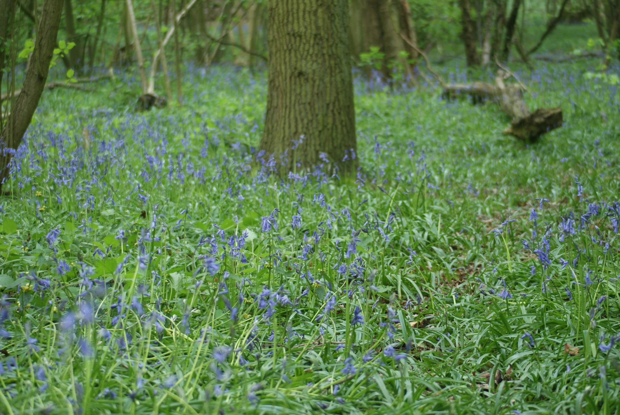Common Bluebell | British Wildlife Wiki | Fandom