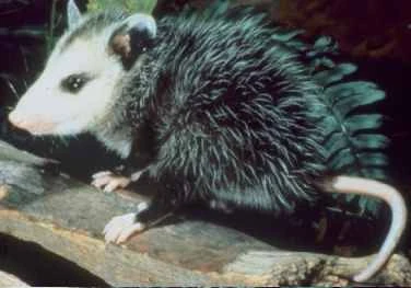 Didelphis marsupialis | Ticopedia | Fandom