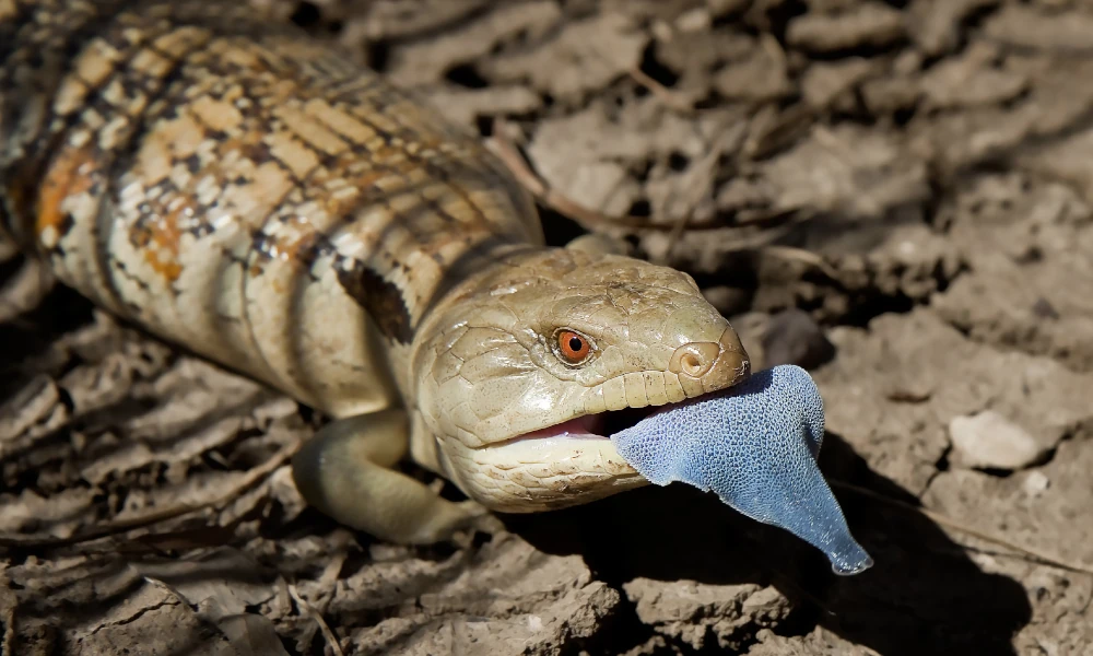 Blue-Tongued Lizard | Tier Zoo Wiki | Fandom