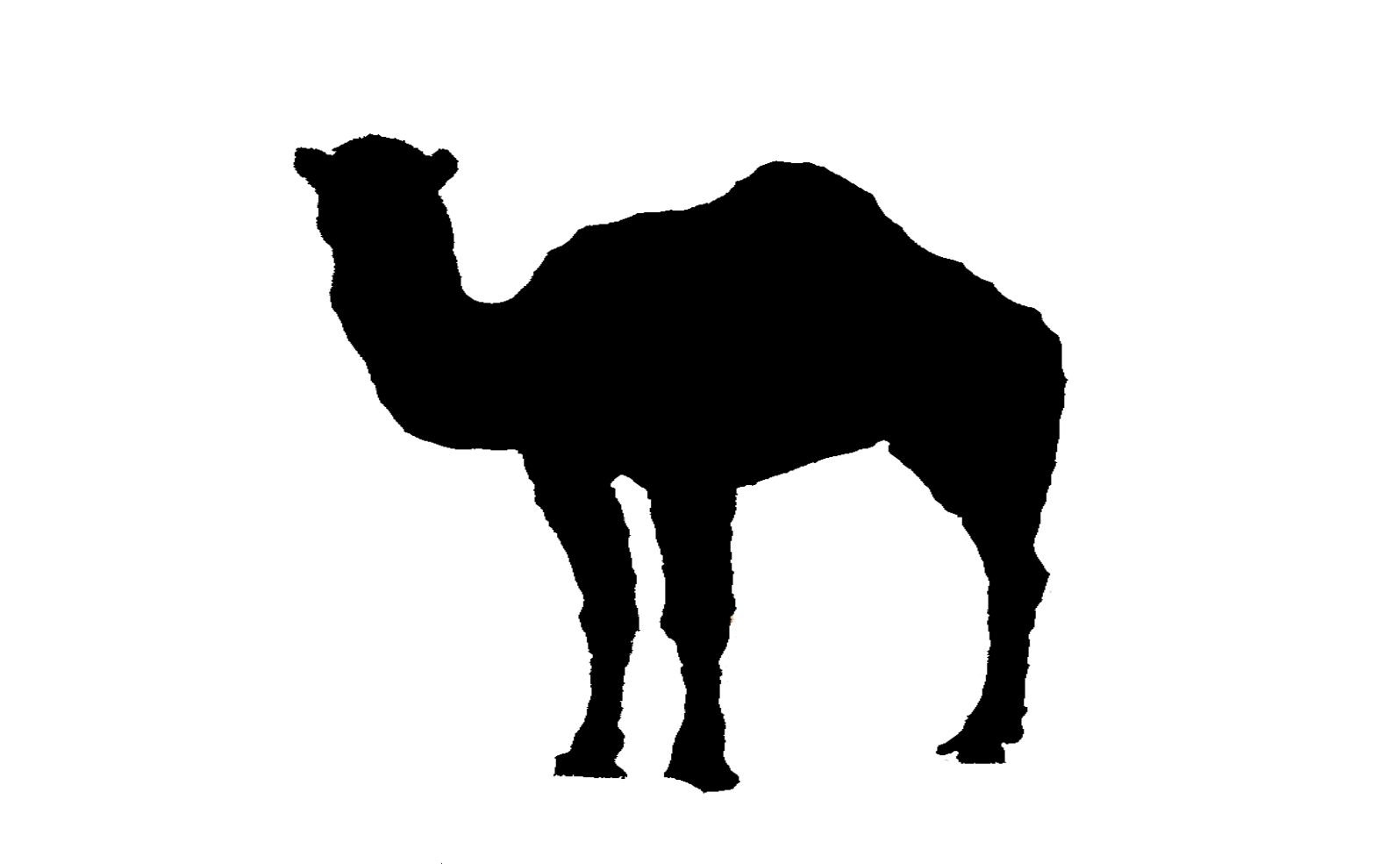 Camelid | Tier Zoo Wiki | Fandom