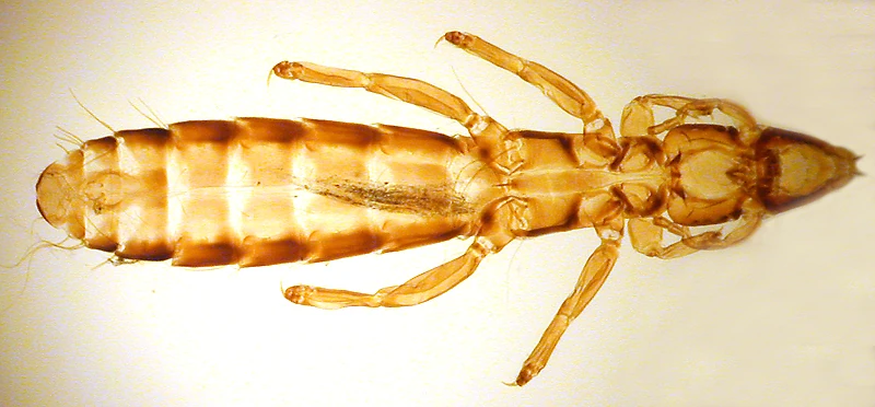 Malófagos | Tipos de insectos Wiki | Fandom