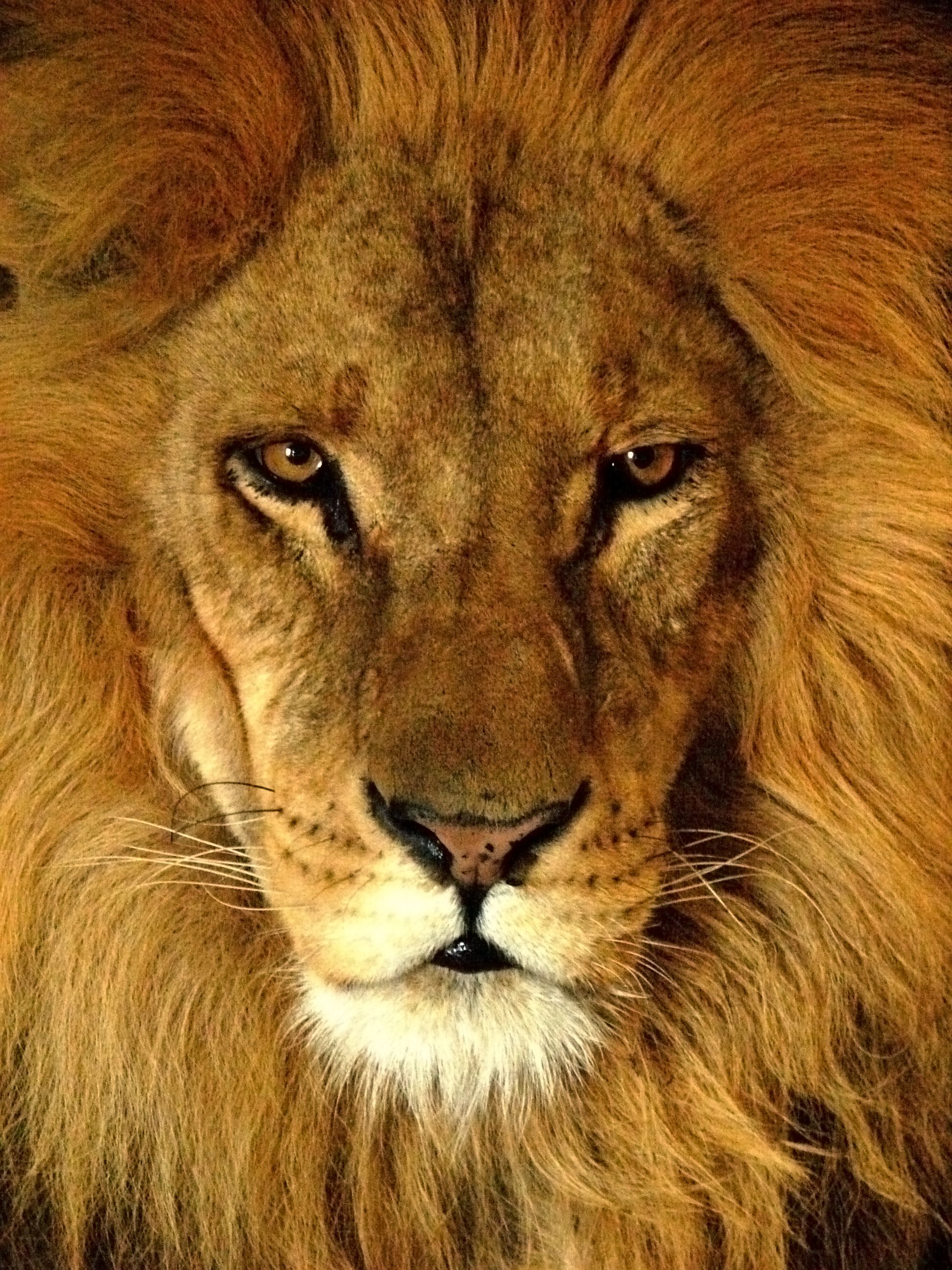 Lew | Król Lew Wiki | FANDOM powered by Wikia Lew | Król Lew Wiki | FANDOM powered by Wikia