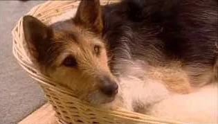 Daniel | Tommy Zoom Wiki | Fandom