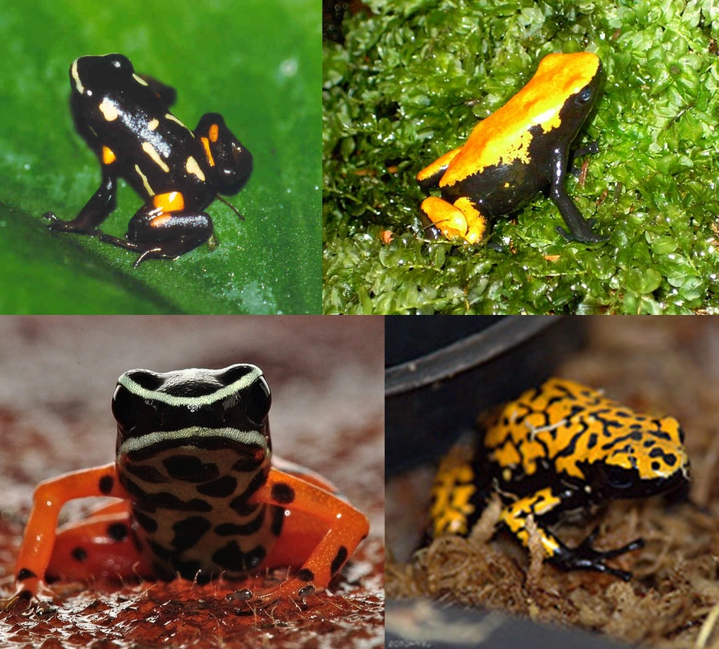 Adelphobates | Poison Dart Frog Wiki | Fandom