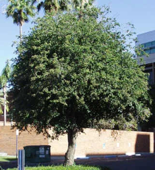 Anaqua | Trees of Texas Wikia | FANDOM powered by Wikia