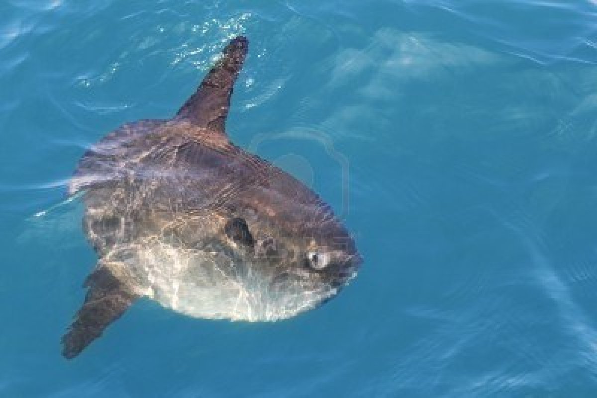 Sunfish | Tree World Wiki | FANDOM powered by Wikia