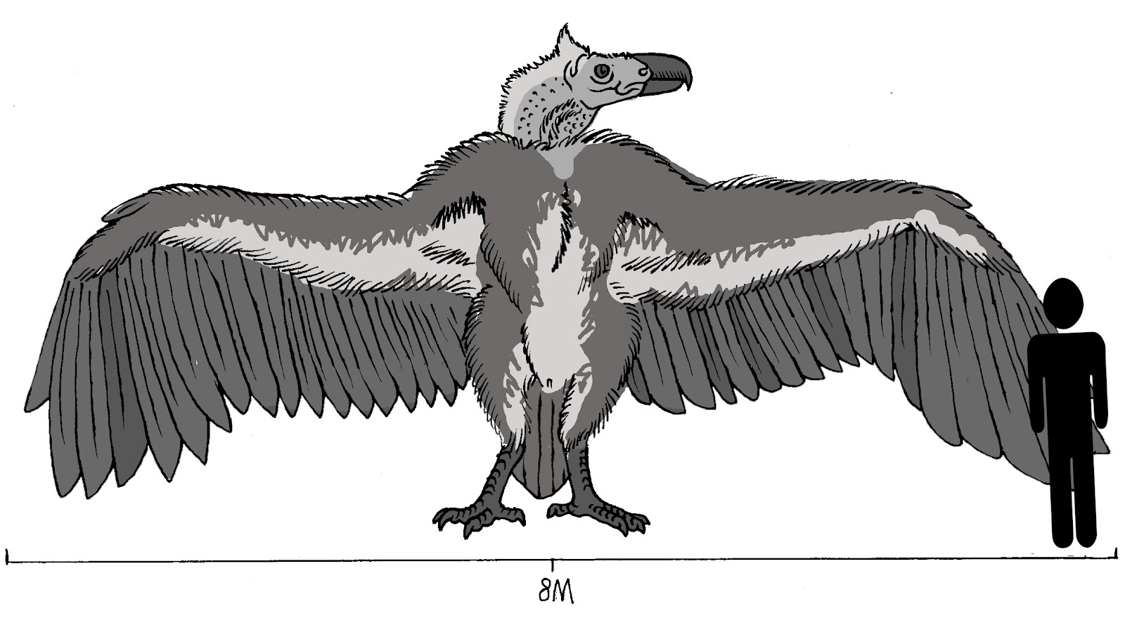 Teratorn | Turtledove | FANDOM powered by Wikia Teratorn | Turtledove | FANDOM powered by Wikia