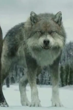 Brady Fuller | The Twilight Fanon Wiki | FANDOM powered by Wikia