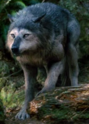 Embry Call | Twilight Saga Wiki | FANDOM powered by Wikia