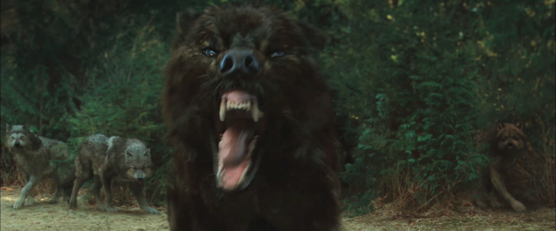 Uley Pack Twilight Saga Wiki Fandom Powered By Wikia Uley Pack Twilight Saga Wiki Fandom Powered By Wikia