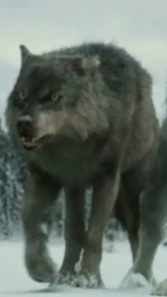 Jared Cameron | Twilight Saga Wiki | FANDOM powered by Wikia