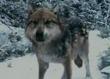 Image - Seth wolf.png | Twilight Saga Wiki | FANDOM powered by Wikia