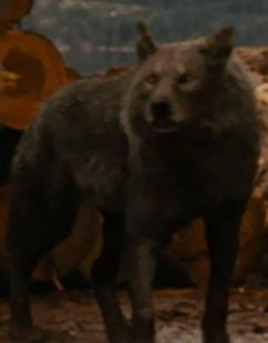 Wolfpack twilight in their wolf forms - ladegedu