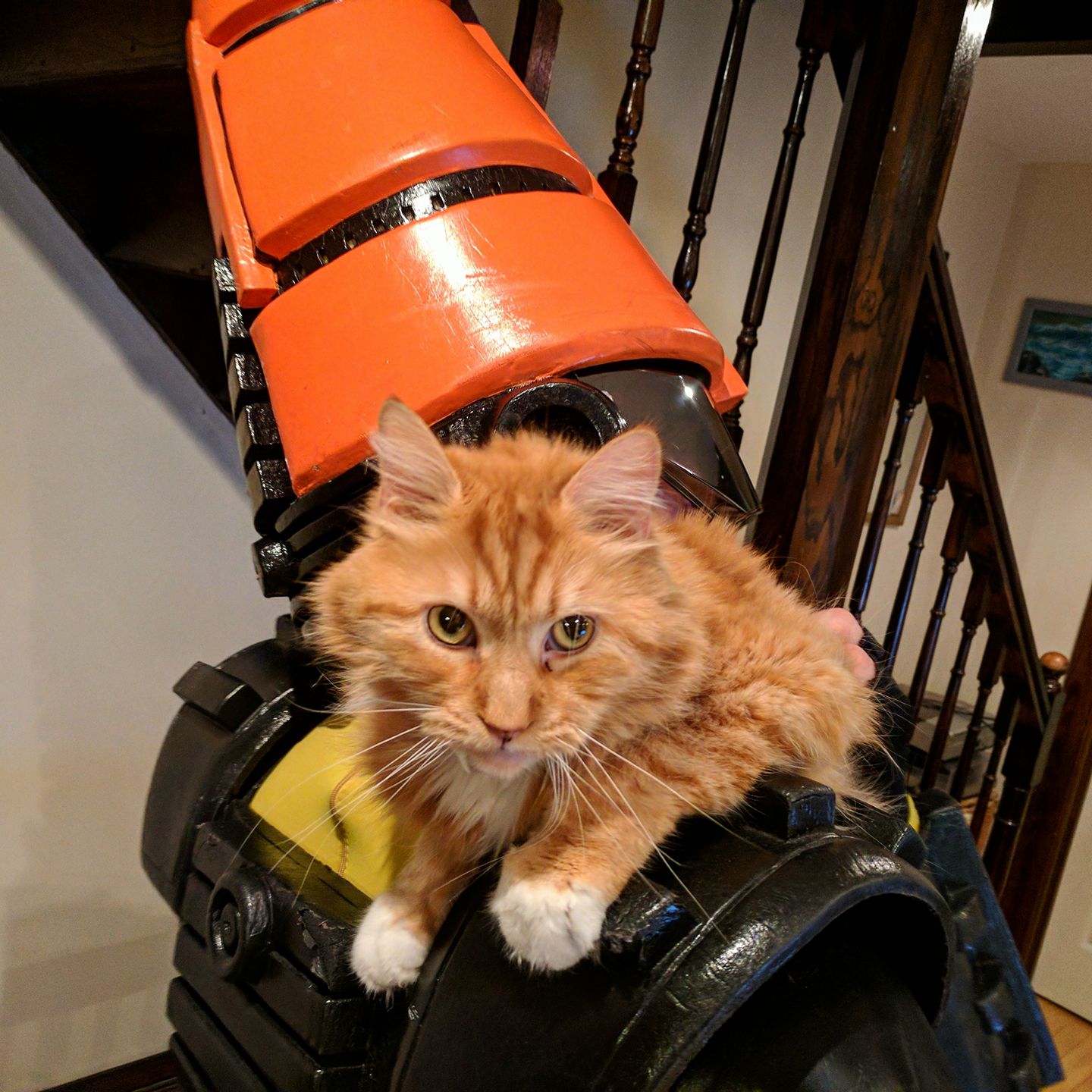 Dangus | Twrp Wikia | Fandom