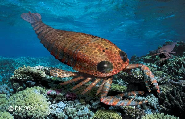 Pterygotus | Ultimate Extinct Animals Encyclopedia Wiki | FANDOM ...