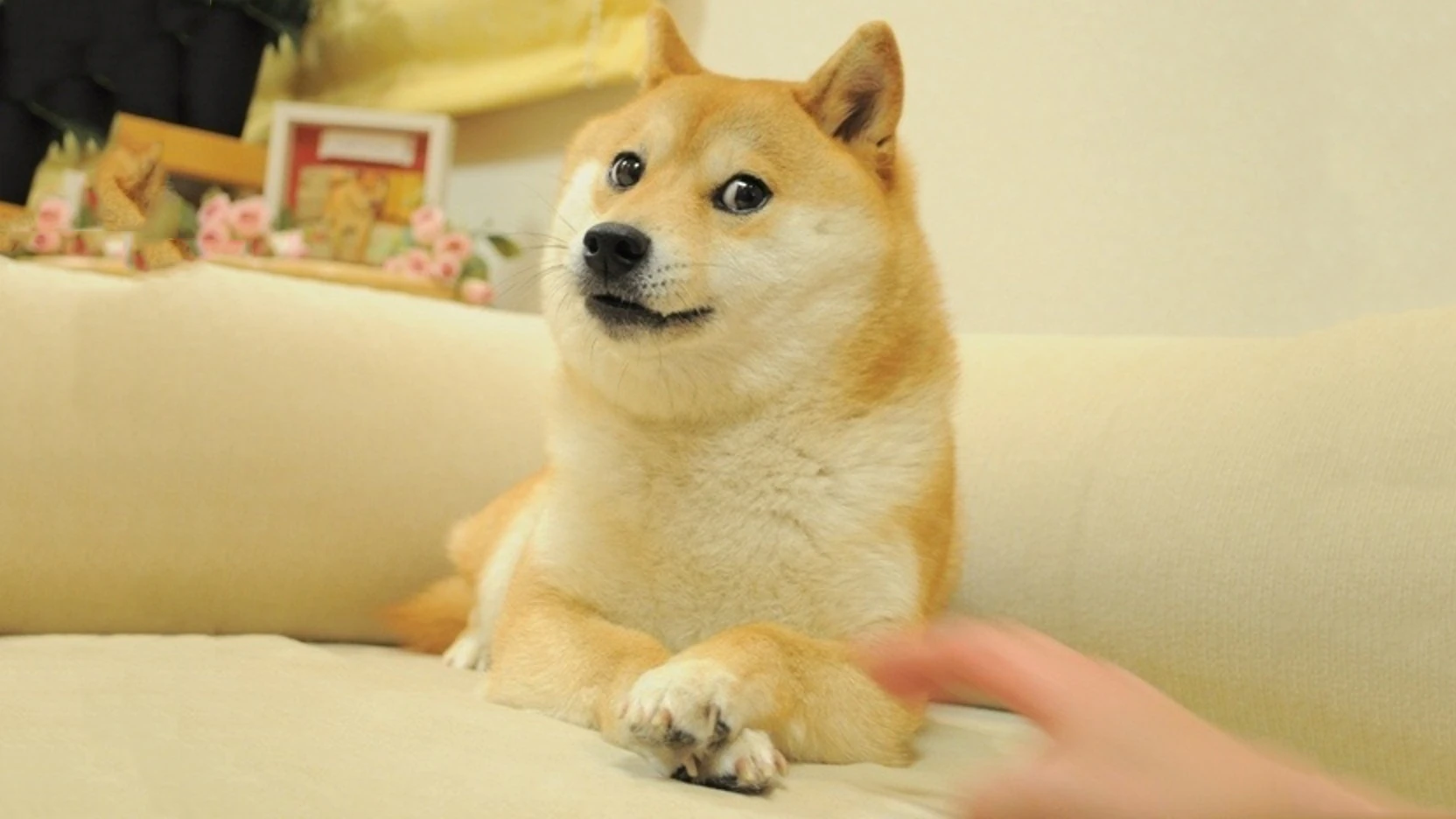 Изображение - Doge.jpg | Undertale Вики | FANDOM powered by Wikia