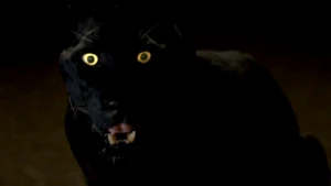 Werecats | Unnatural World Wiki | FANDOM powered by Wikia